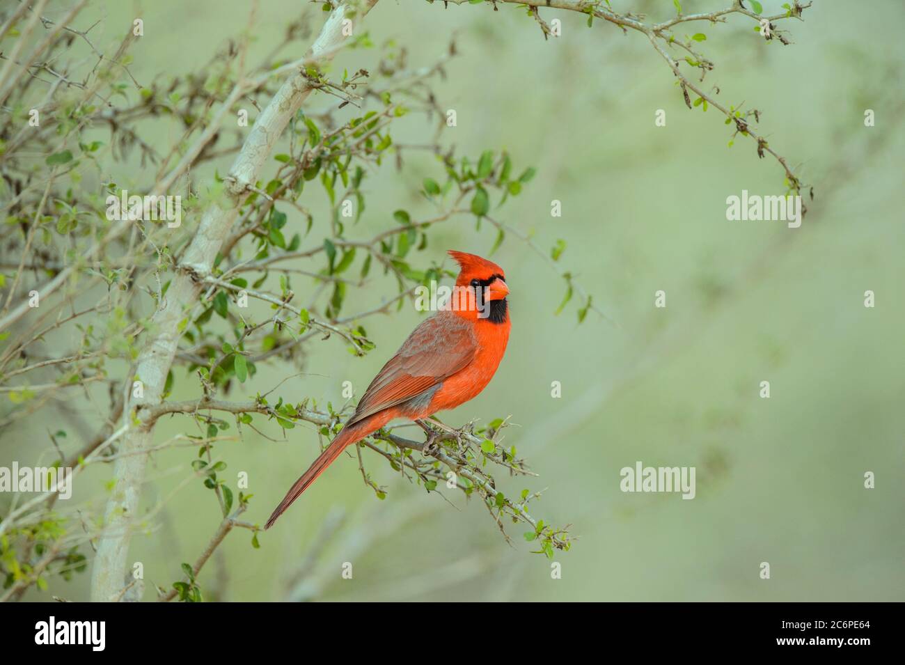 Northern Cardinal (Cardinalis cardinalis) Male, Santa Clara Ranch ...