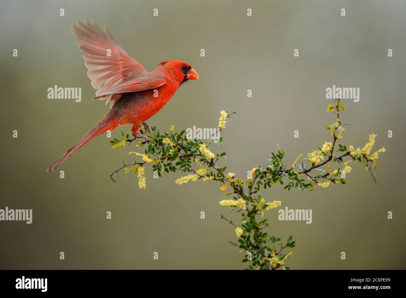 Northern Cardinal (Cardinalis cardinalis) Male, Santa Clara Ranch ...