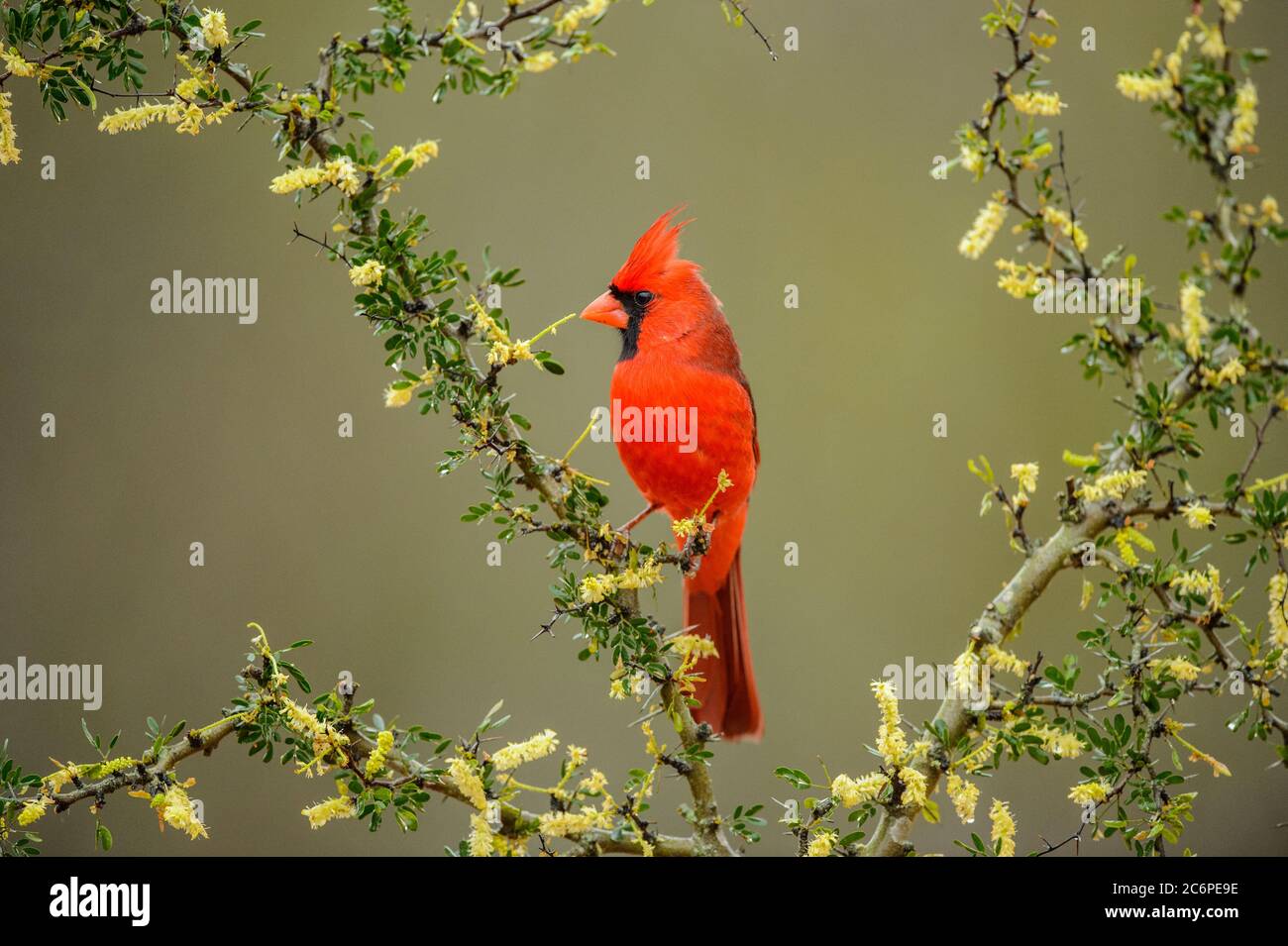 Northern Cardinal (Cardinalis cardinalis) Male, Santa Clara Ranch ...