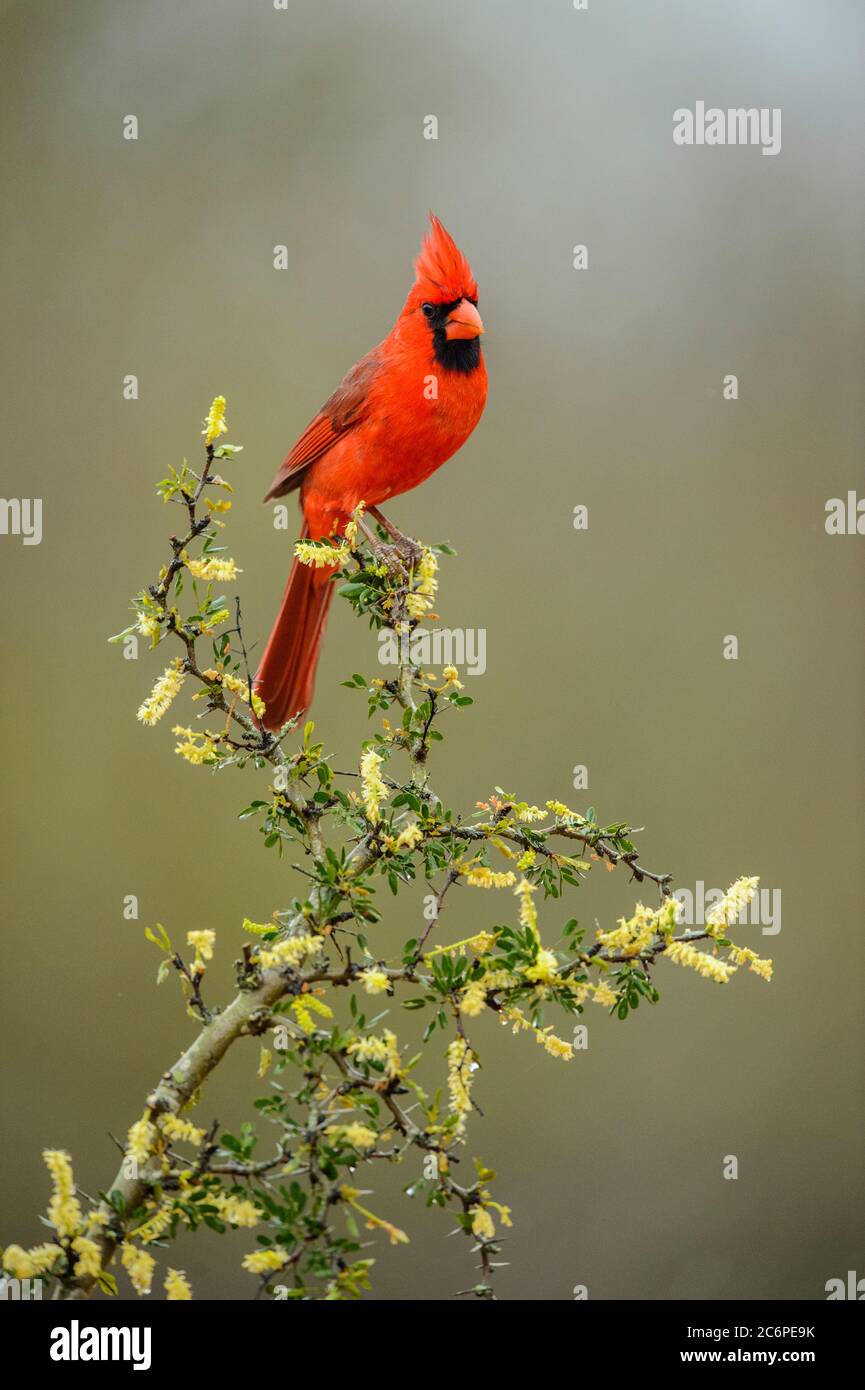 Northern Cardinal (Cardinalis cardinalis) Male, Santa Clara Ranch ...