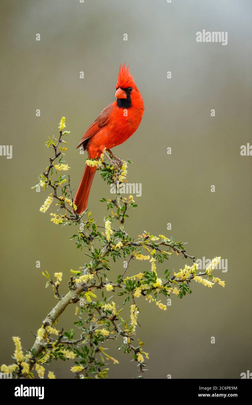Northern Cardinal (Cardinalis cardinalis) Male, Santa Clara Ranch ...