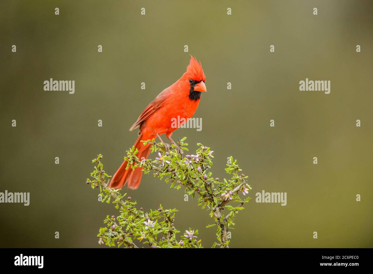 Northern Cardinal (Cardinalis cardinalis) Male, Santa Clara Ranch ...