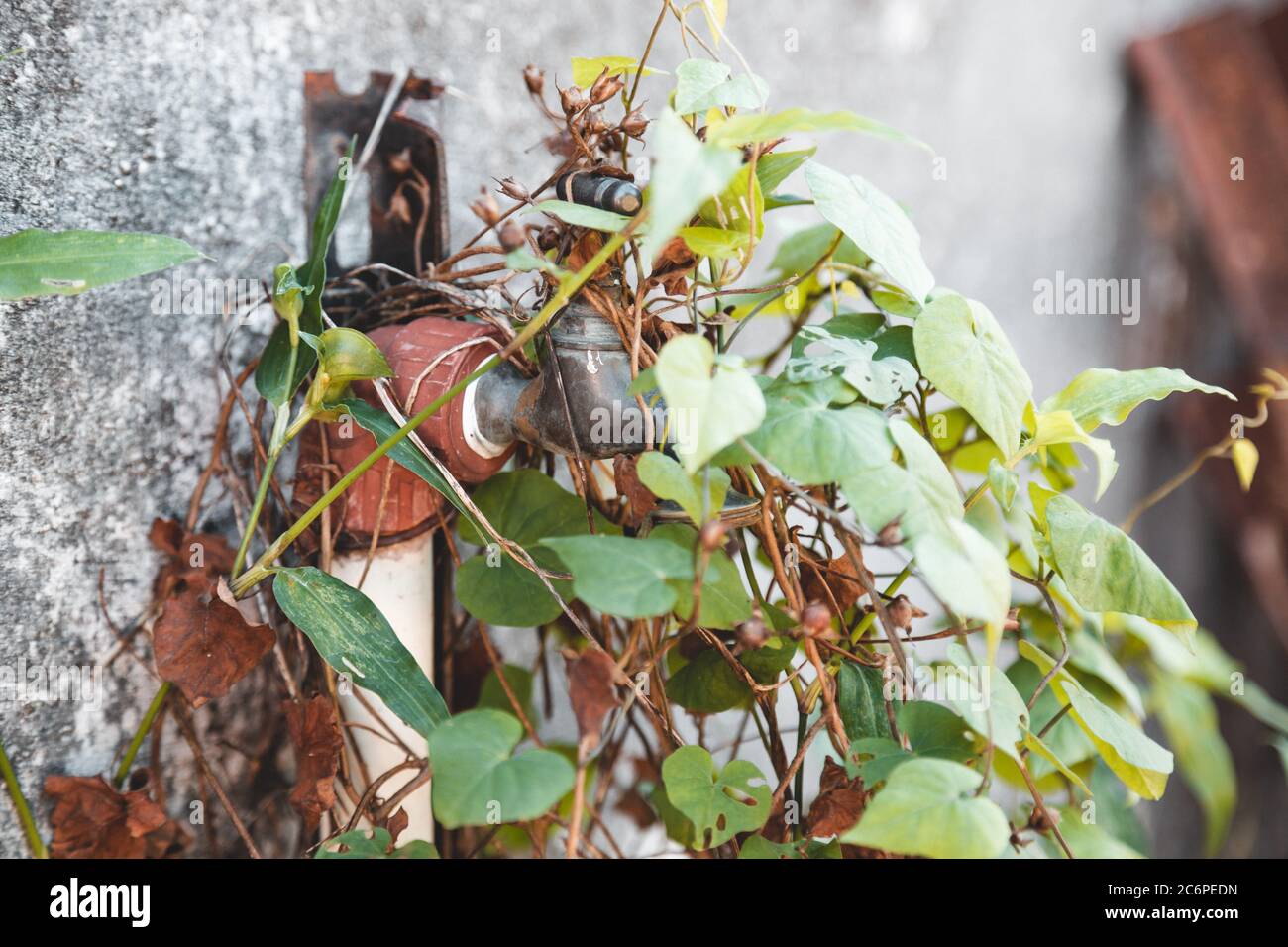 A PVC standpipe and metallic outdoor garden water tap covered with ...