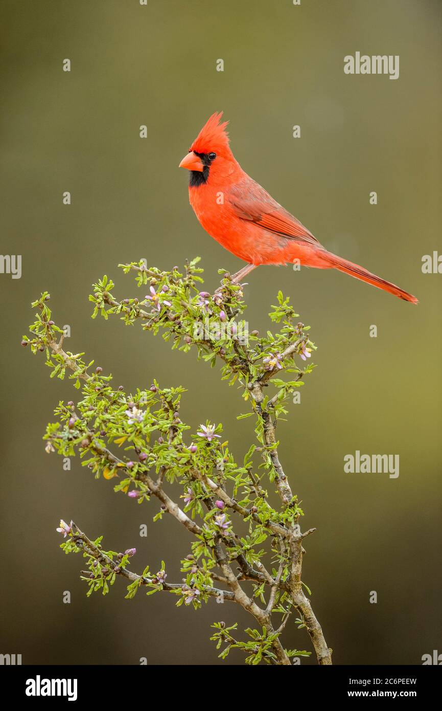 Northern Cardinal (Cardinalis cardinalis) Male, Santa Clara Ranch ...