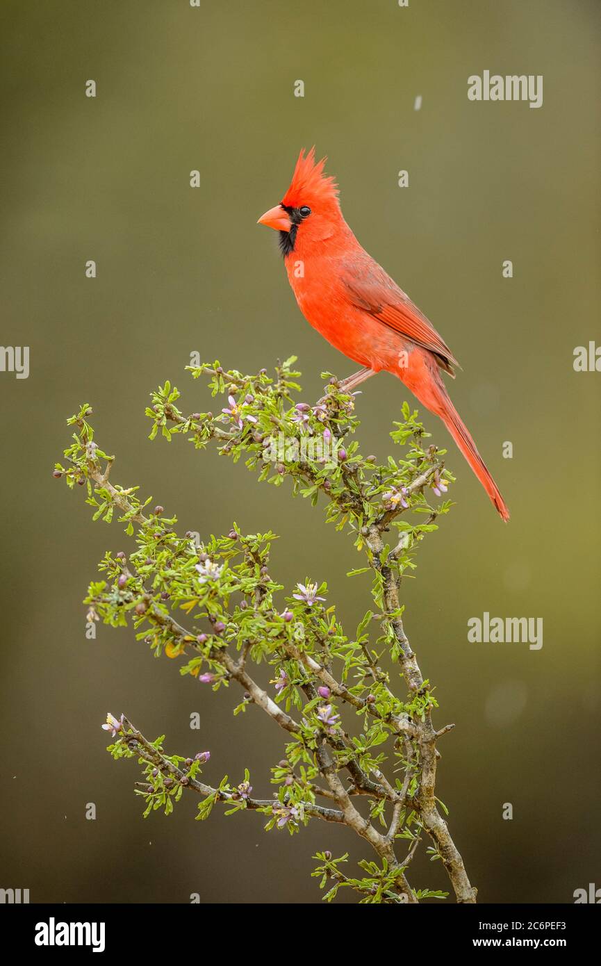 Northern Cardinal (Cardinalis cardinalis) Male, Santa Clara Ranch ...