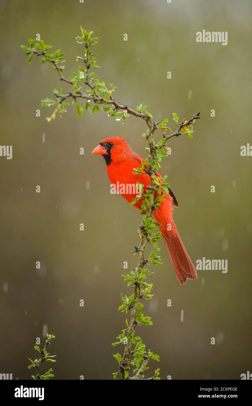 Northern Cardinal (Cardinalis cardinalis) Male, Santa Clara Ranch ...