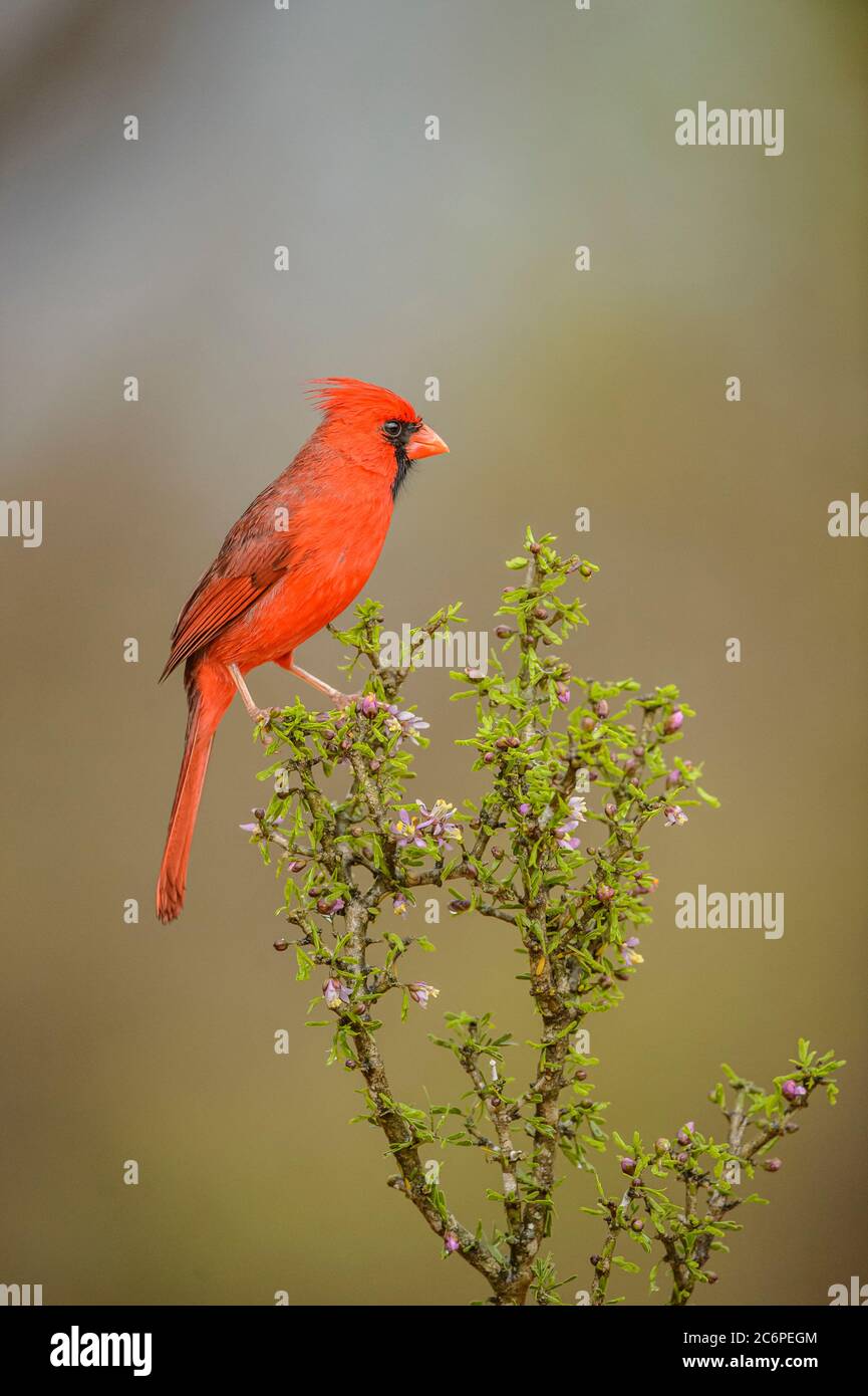 Northern Cardinal (Cardinalis cardinalis) Male, Santa Clara Ranch ...
