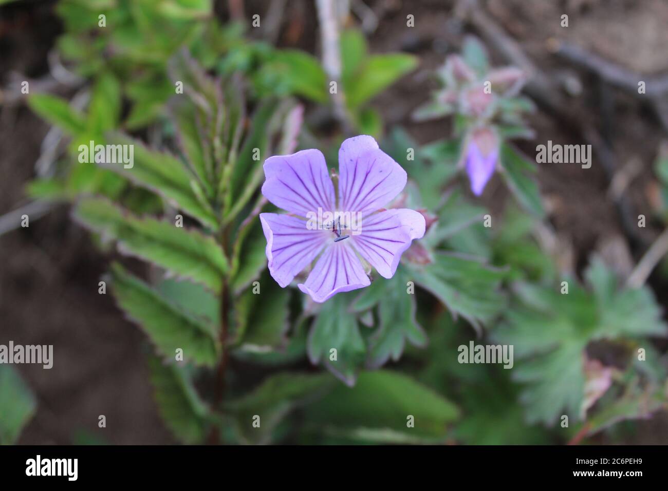 Alaska state flower hi-res stock photography and images - Alamy
