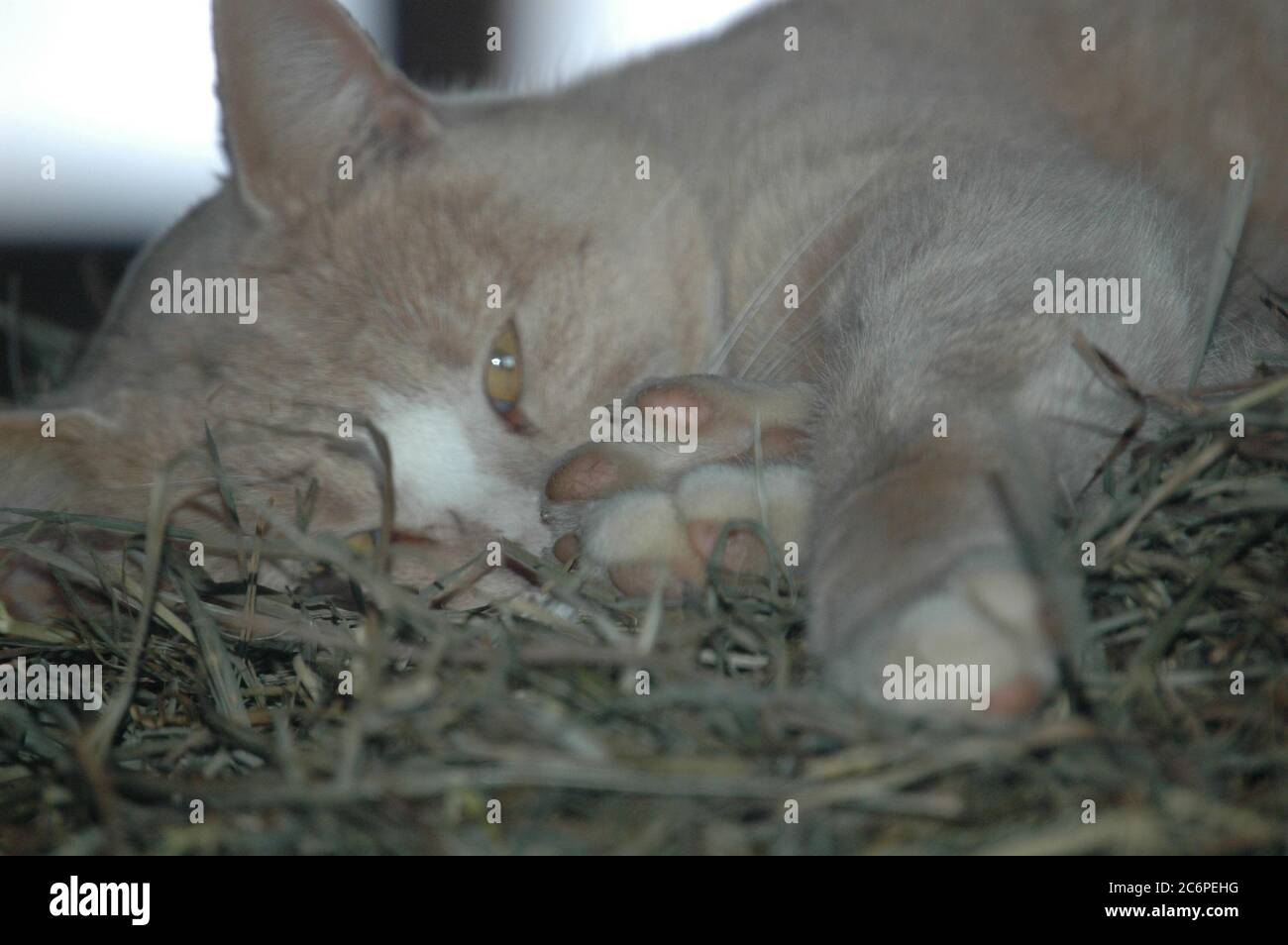 Cat Sleeping in Barn Stock Photo - Alamy