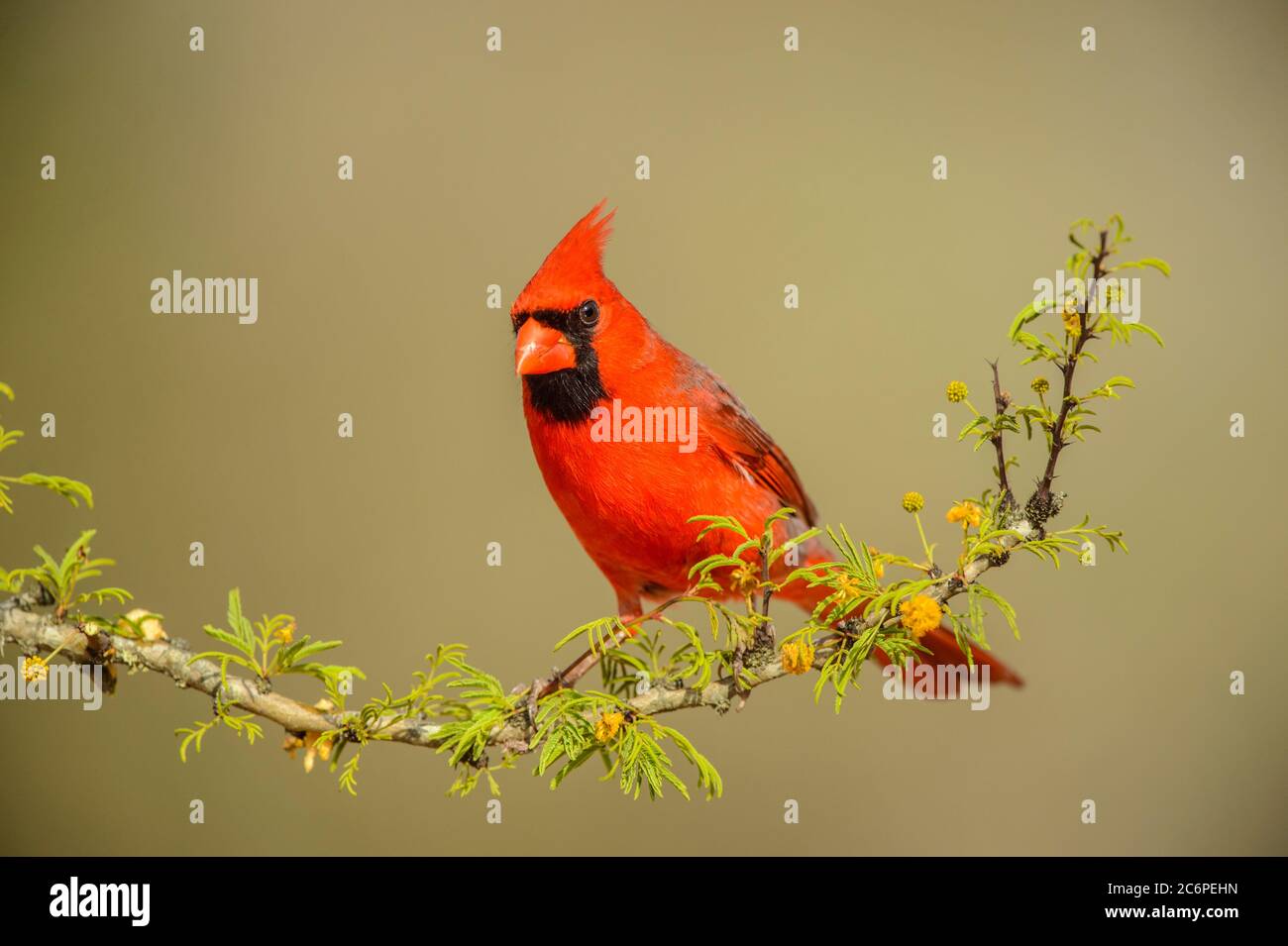 Northern Cardinal (Cardinalis cardinalis) Male, Santa Clara Ranch ...
