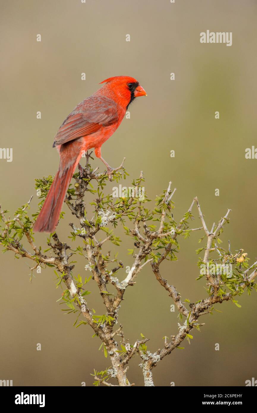 Northern Cardinal (Cardinalis cardinalis) Male, Santa Clara Ranch ...