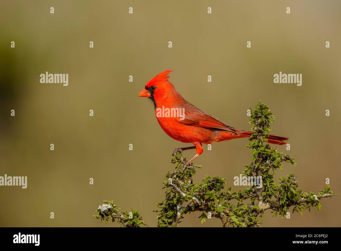 Northern Cardinal (Cardinalis cardinalis) Male, Santa Clara Ranch ...