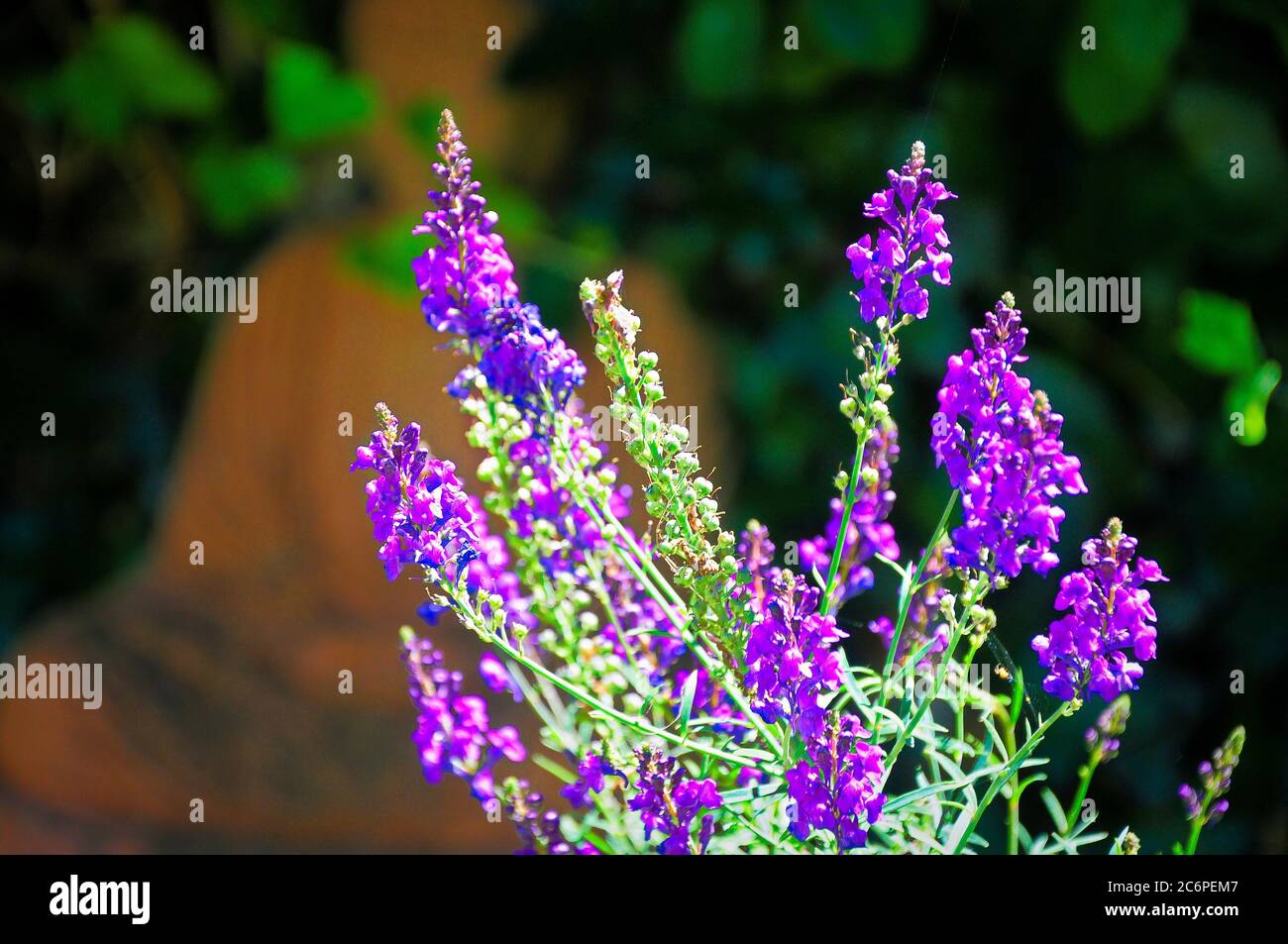 Purple Toadflax (Linaria Purpurea), a hardy perrennial native to ...