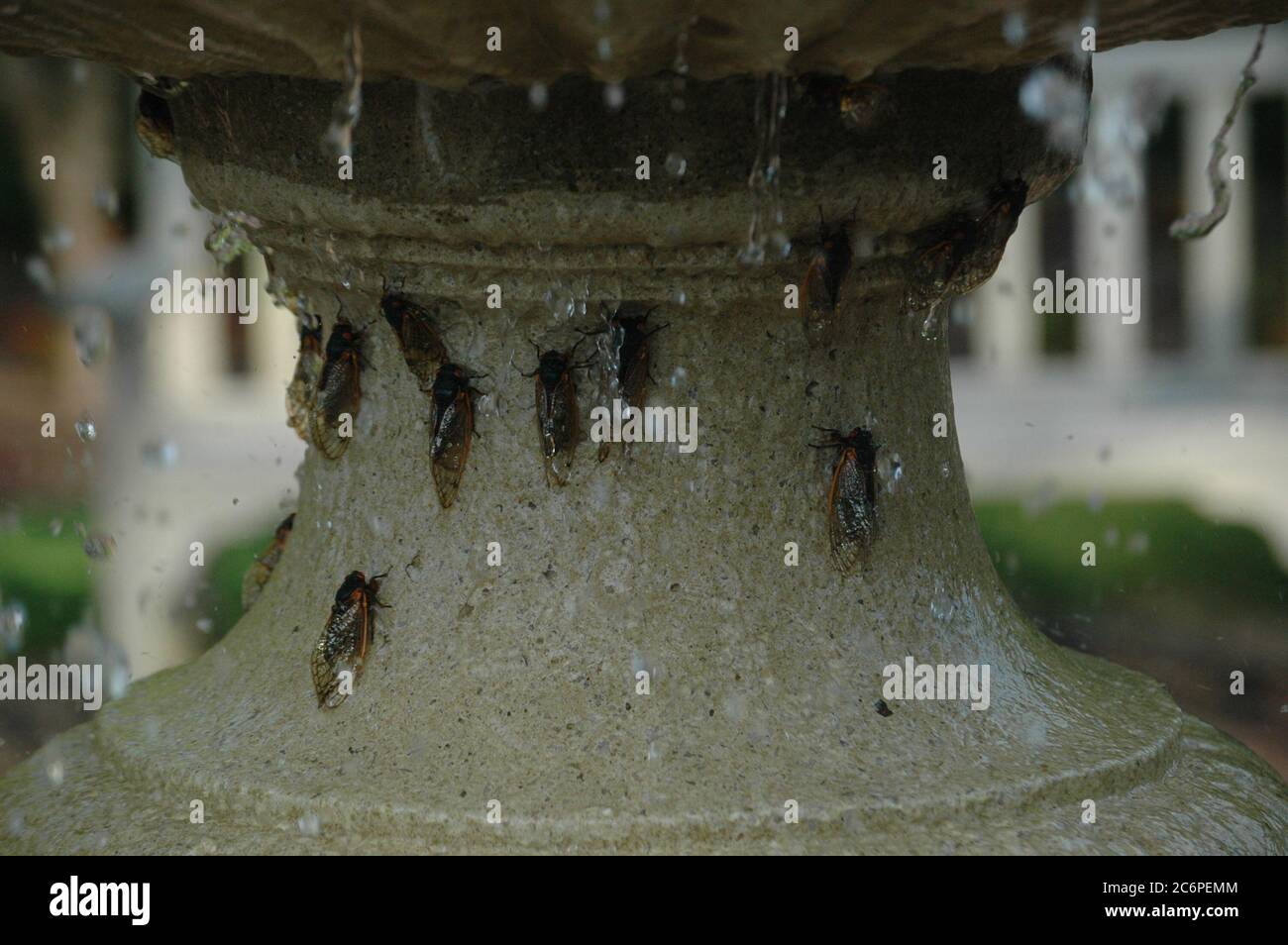 Cicadas on fountain Stock Photo - Alamy