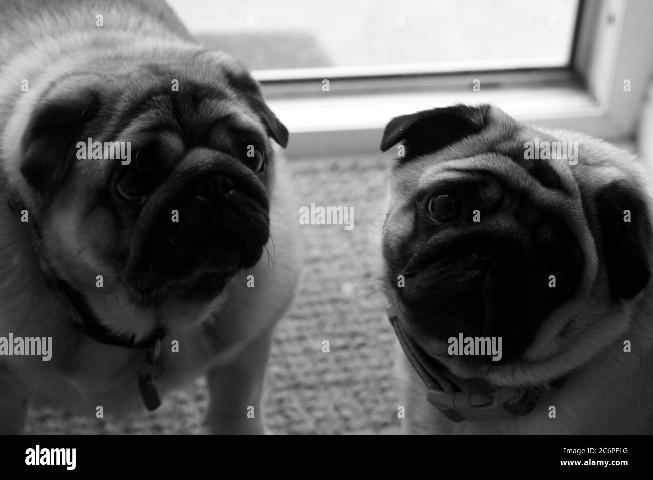 Pugs head hi-res stock photography and images - Alamy