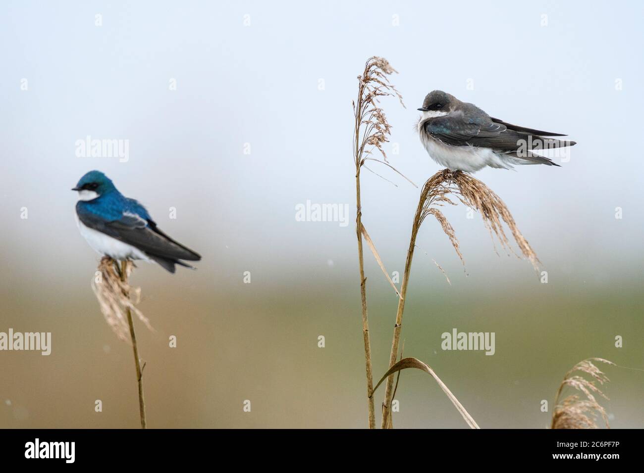 Insect eating birds hi-res stock photography and images - Alamy
