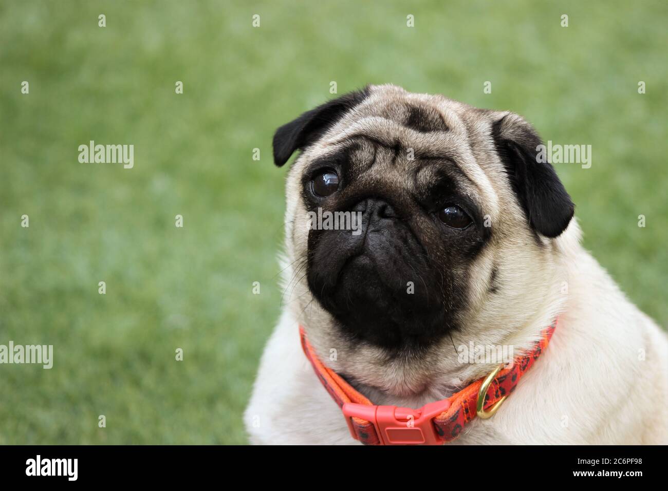 Canine toy hi-res stock photography and images - Alamy