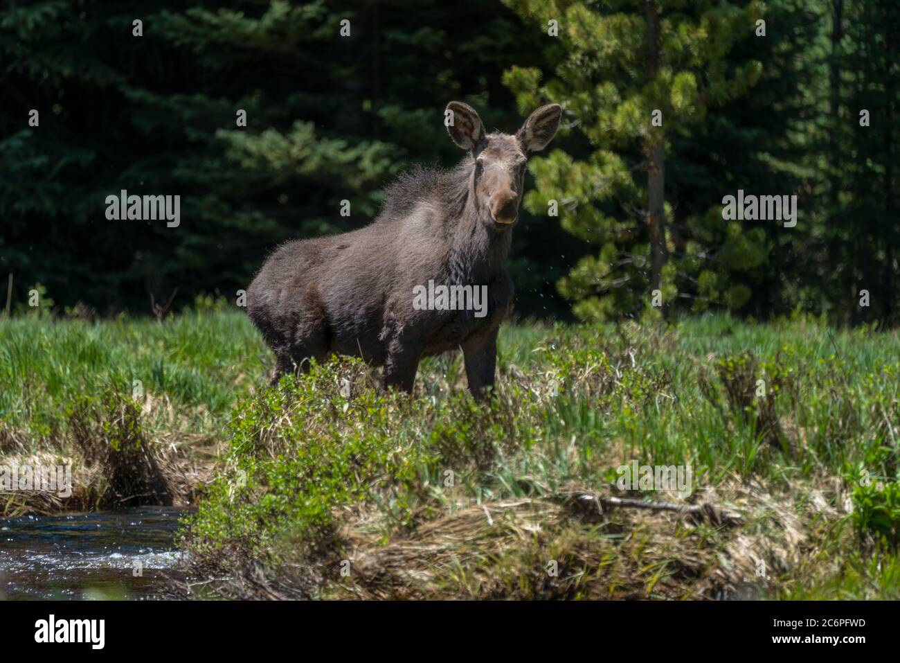 Big Meadows Rocky Mountain National Park High Resolution Stock ...