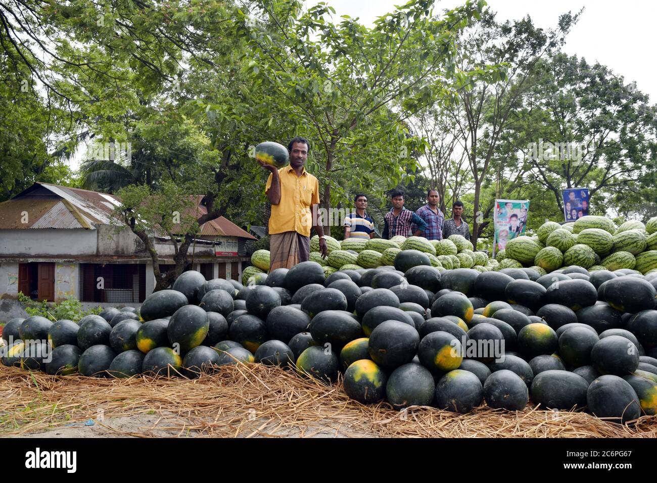 Happy farmer for her cultivated fruits when he collect from field Stock ...