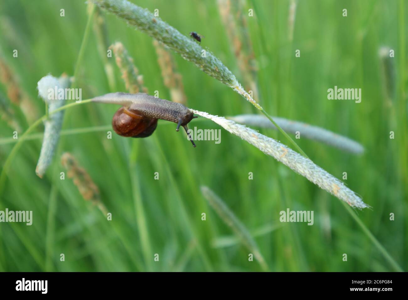 A snail hanging on a strand of hay Stock Photo - Alamy