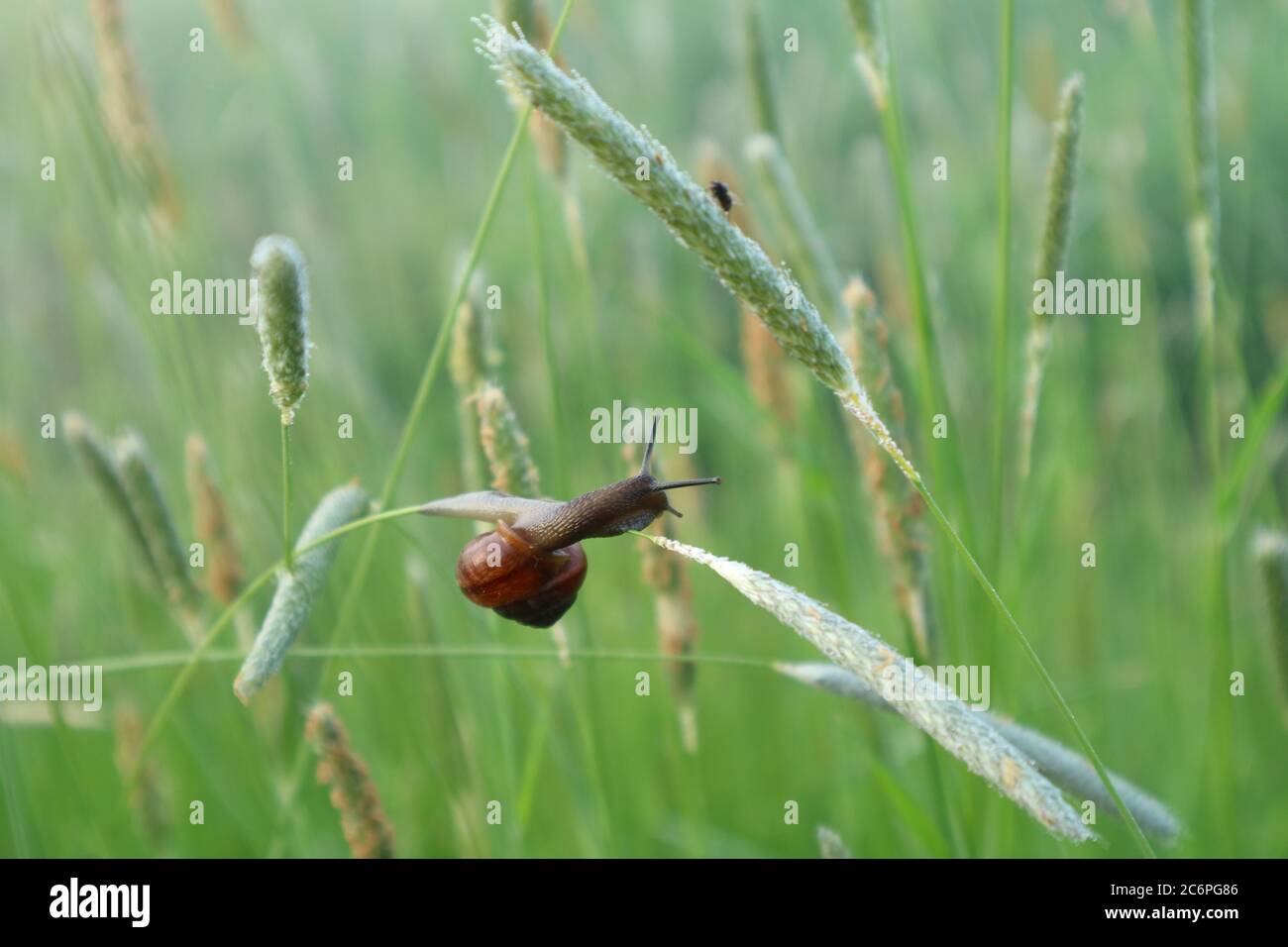 Hanging by a strand hi-res stock photography and images - Alamy