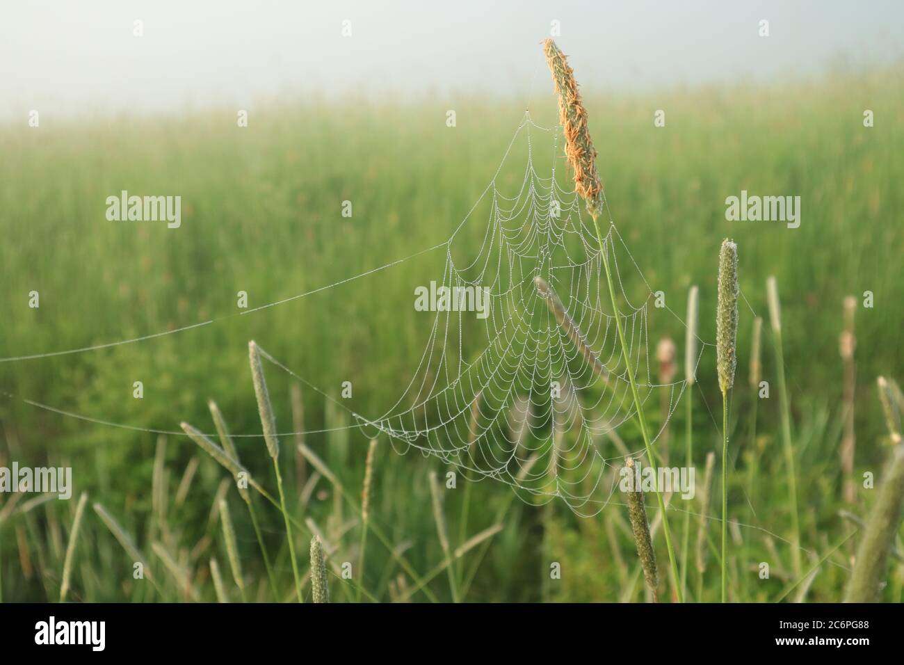 Hay spider hi-res stock photography and images - Alamy