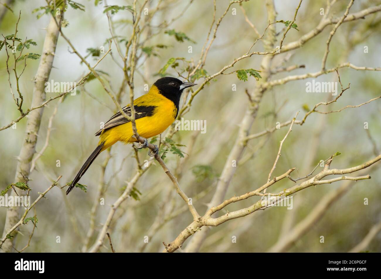 Audubon's oriole hi-res stock photography and images - Alamy
