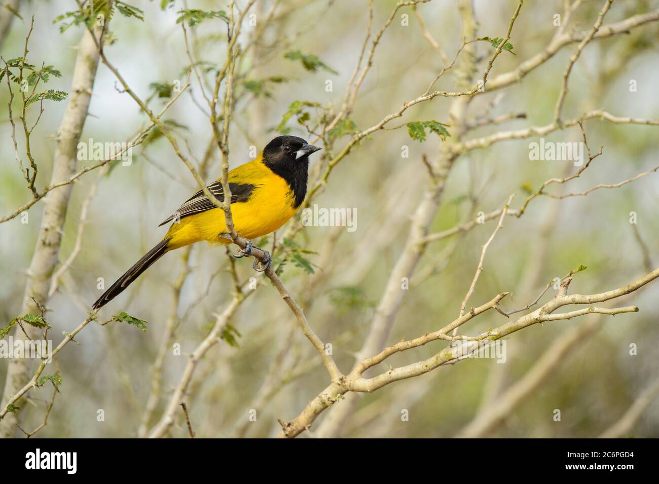 Audubon's oriole (Icterus graduacauda), Santa Clara Ranch, Starr County ...