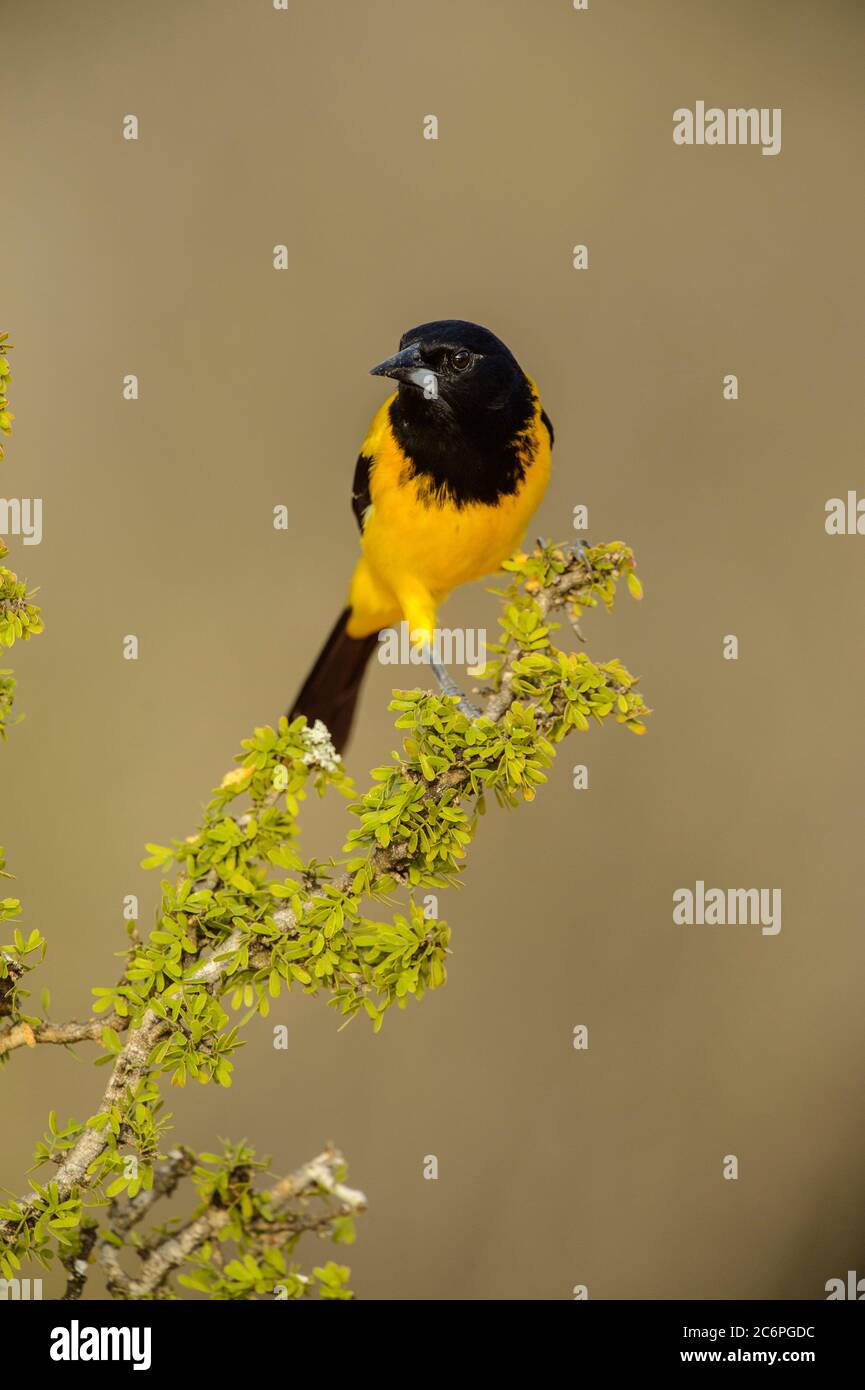Audubon's oriole hi-res stock photography and images - Alamy