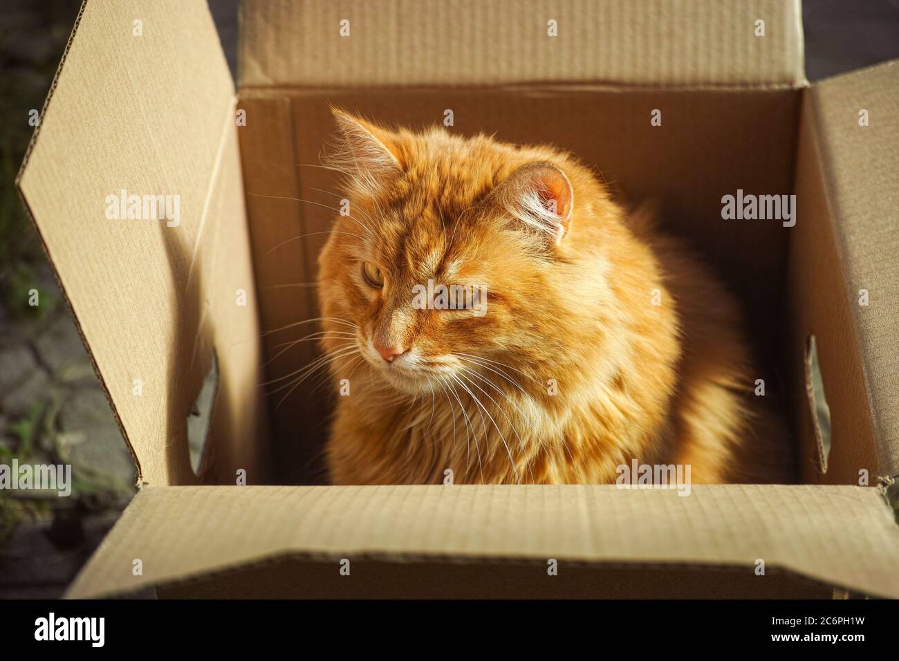 Cat Inside A Box High Resolution Stock Photography and Images - Alamy