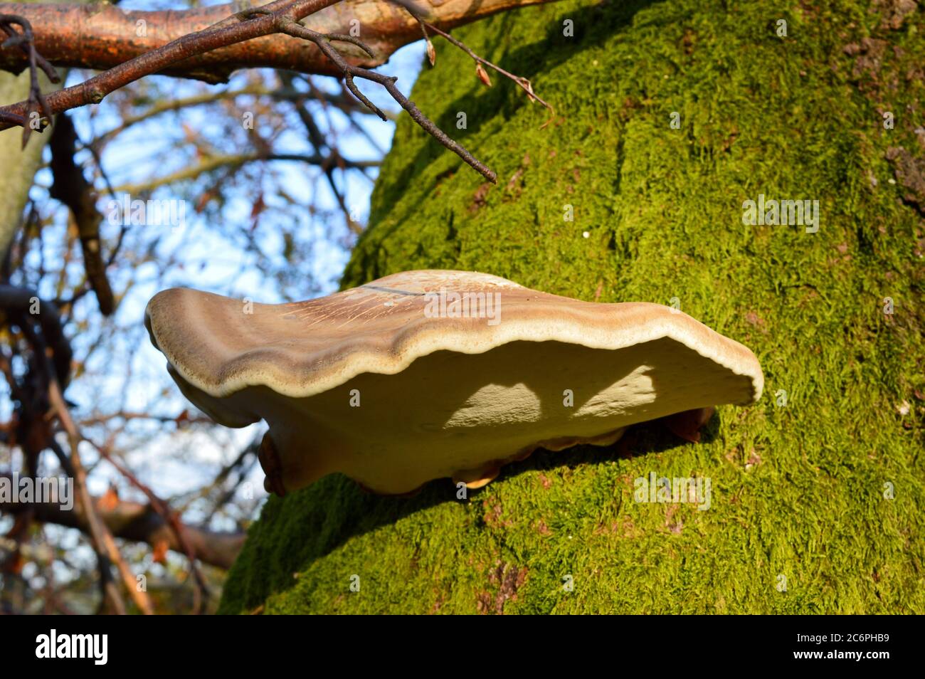 Birch polypore, Fomitopsis betulina on a tree, forest in Croatia Stock ...