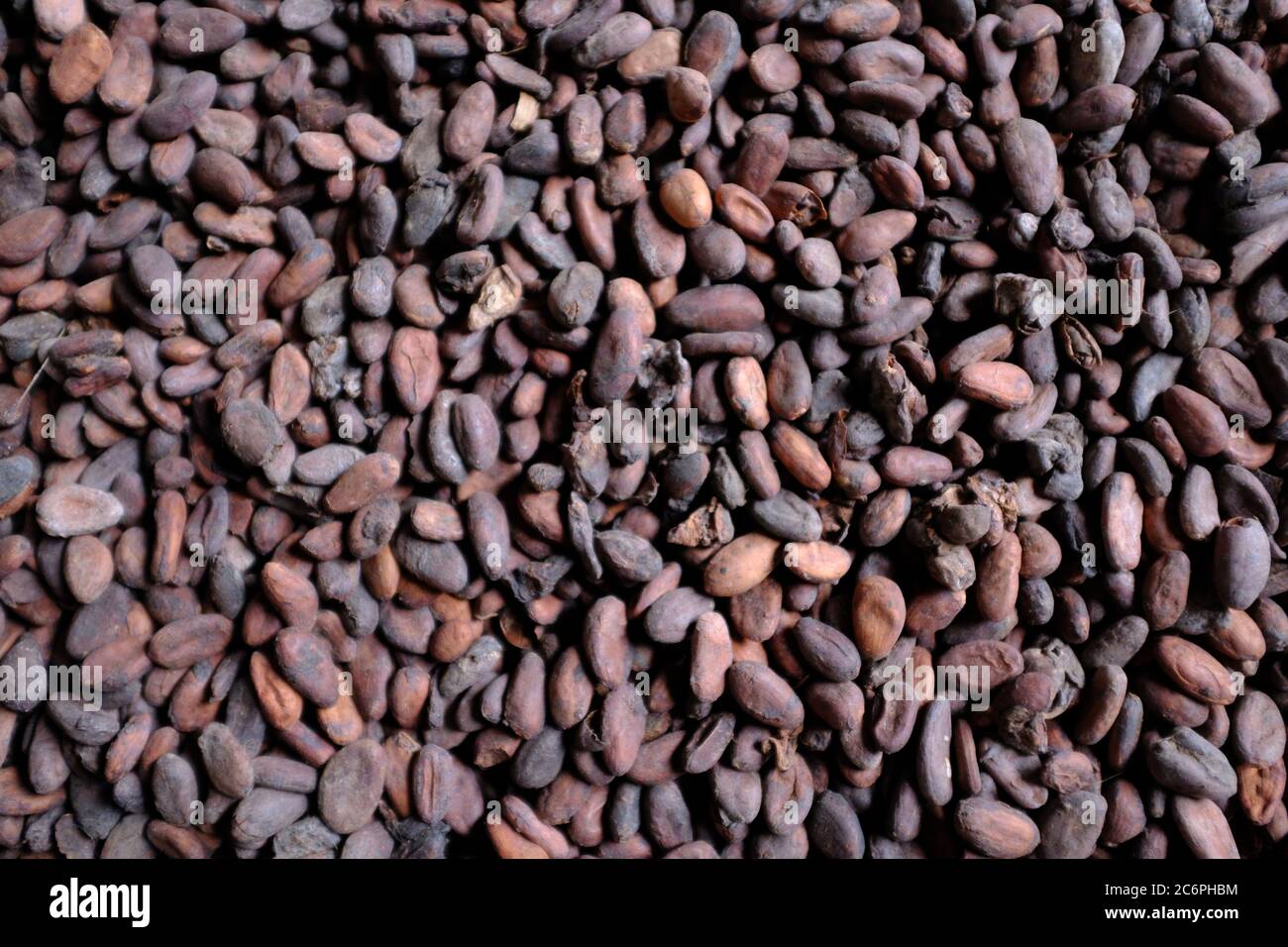 A large heap of cocoa beans in a warehouse at the largest cocoa ports ...