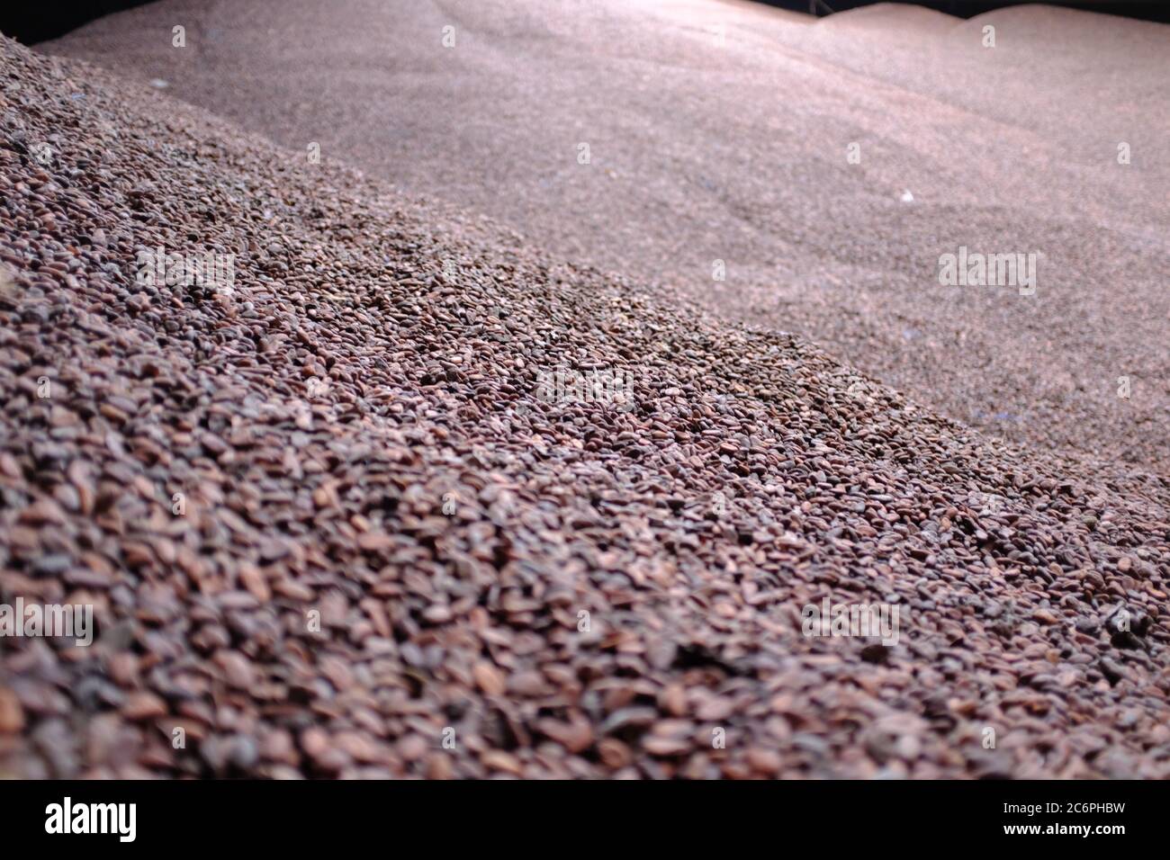 A large heap of cocoa beans in a warehouse at the largest cocoa ports ...