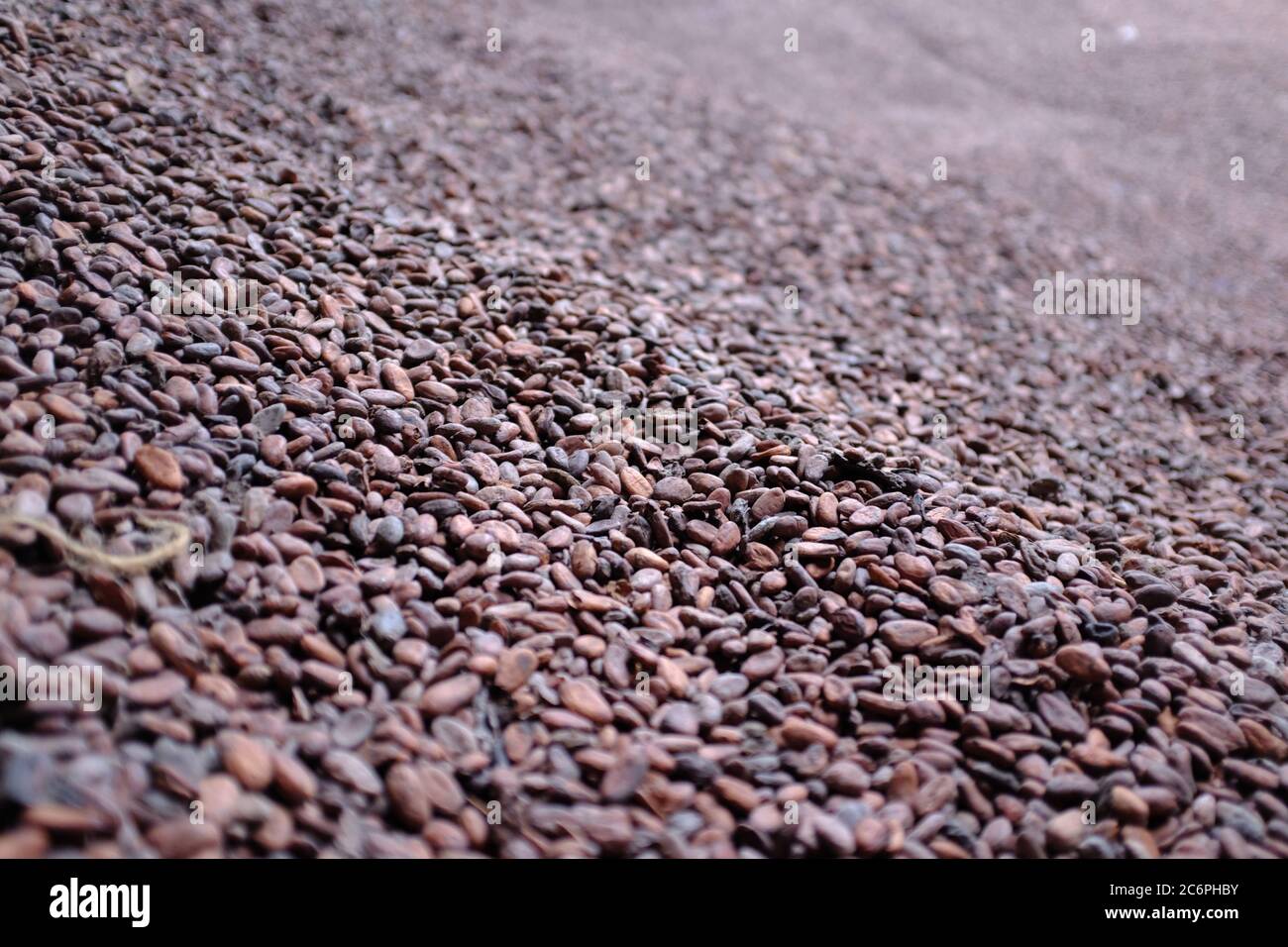 A large heap of cocoa beans in a warehouse at the largest cocoa ports ...