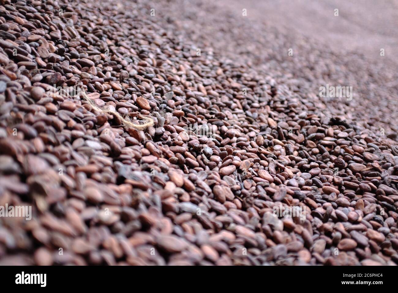 A large heap of cocoa beans in a warehouse at the largest cocoa ports ...