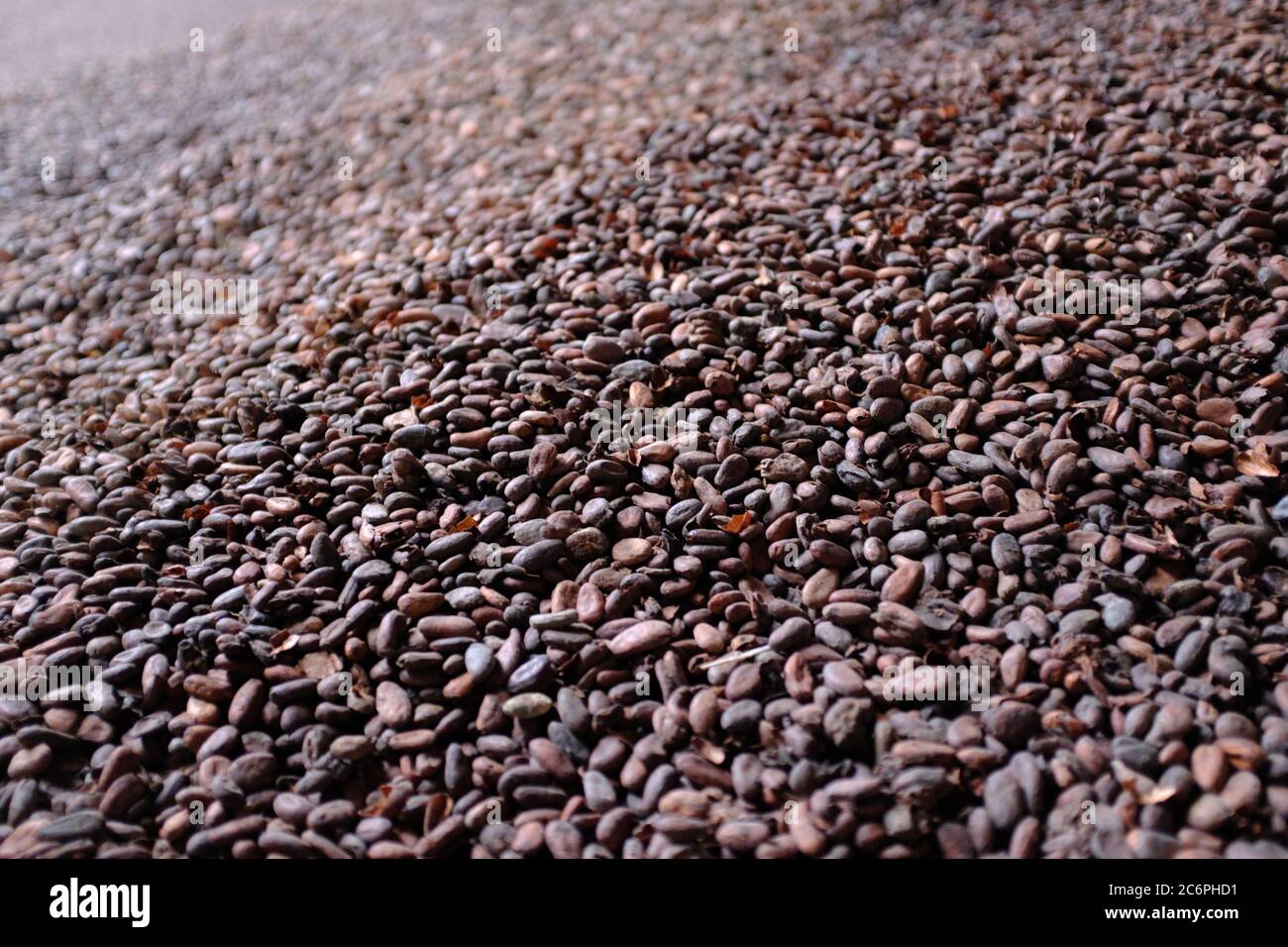 A large heap of cocoa beans in a warehouse at the largest cocoa ports ...