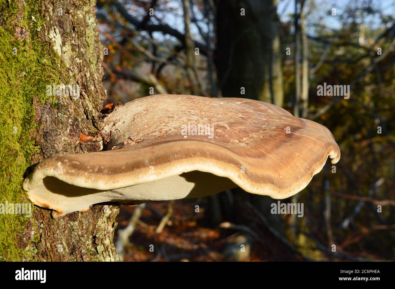 Birch polypore, Fomitopsis betulina on a tree, forest in Croatia Stock ...