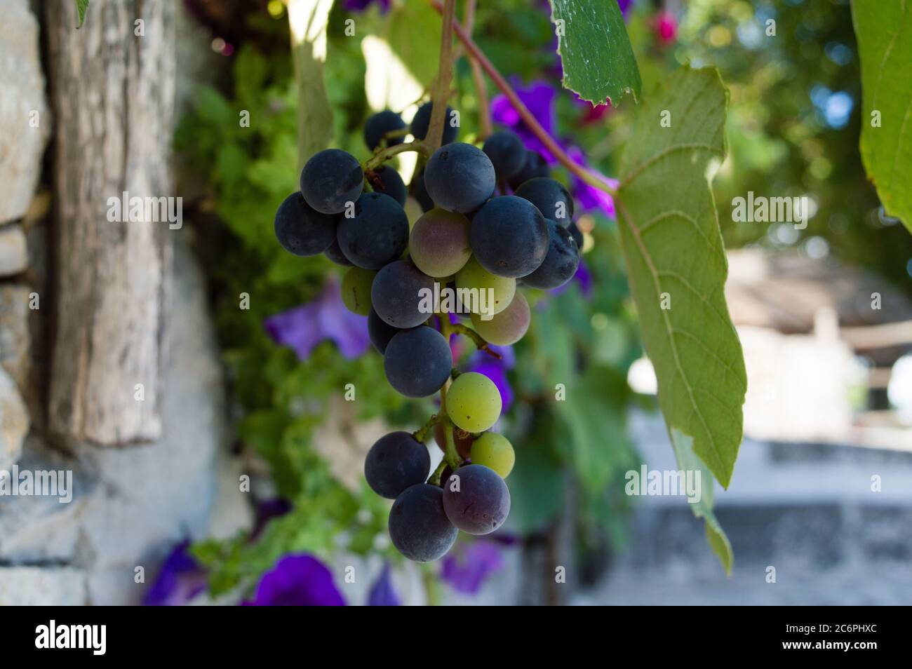 Isabella wine grape, garden decoration Stock Photo - Alamy