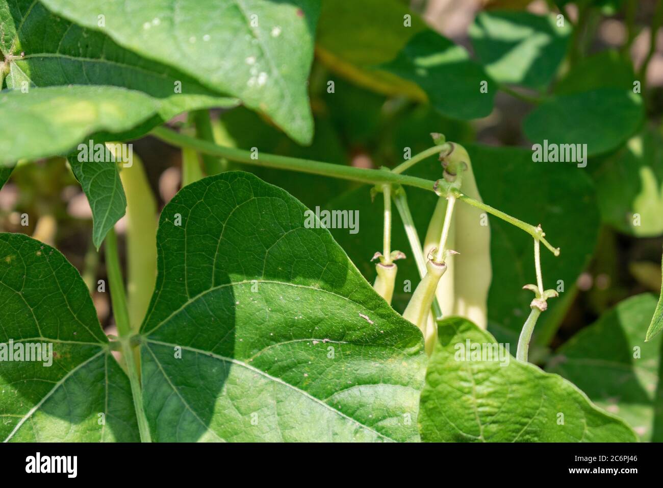 Phaseolus vulgaris french beans hi-res stock photography and images - Alamy