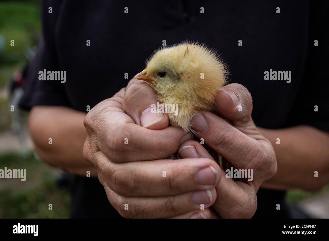 Biddy hi-res stock photography and images - Alamy