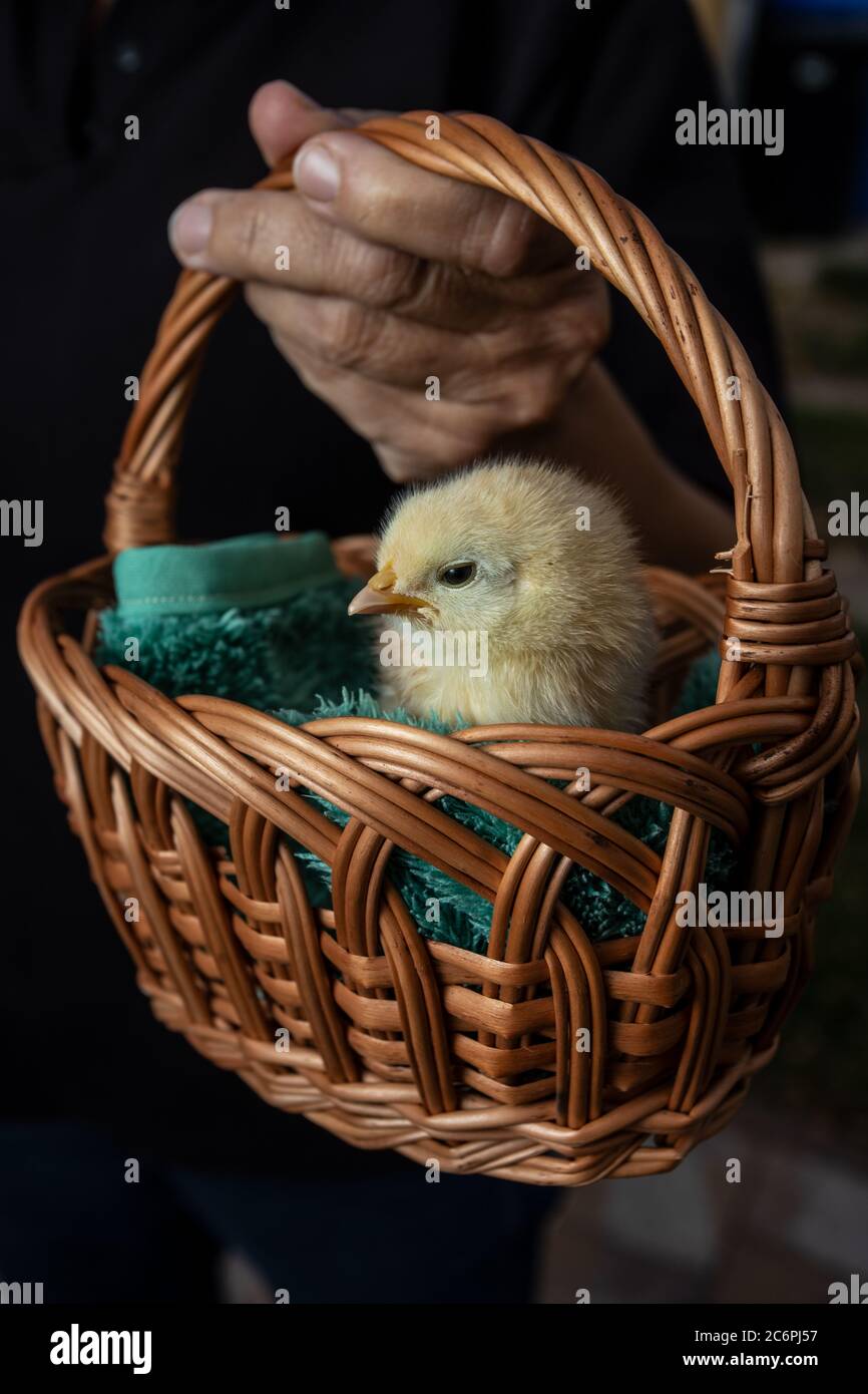Poultry farm protection hi-res stock photography and images - Alamy