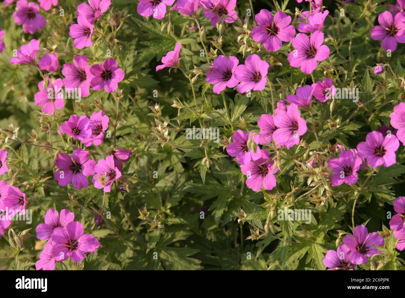 Geranium as groundcover hi-res stock photography and images - Alamy