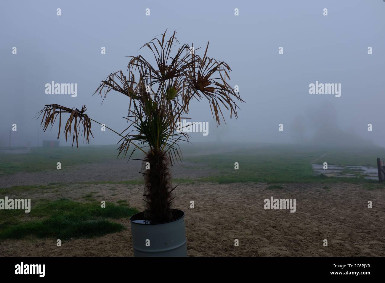 A palm tree in the mist Stock Photo - Alamy