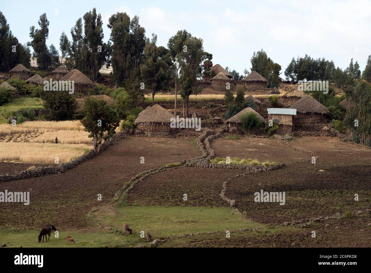 Ethiopia Farming High Resolution Stock Photography and Images - Alamy