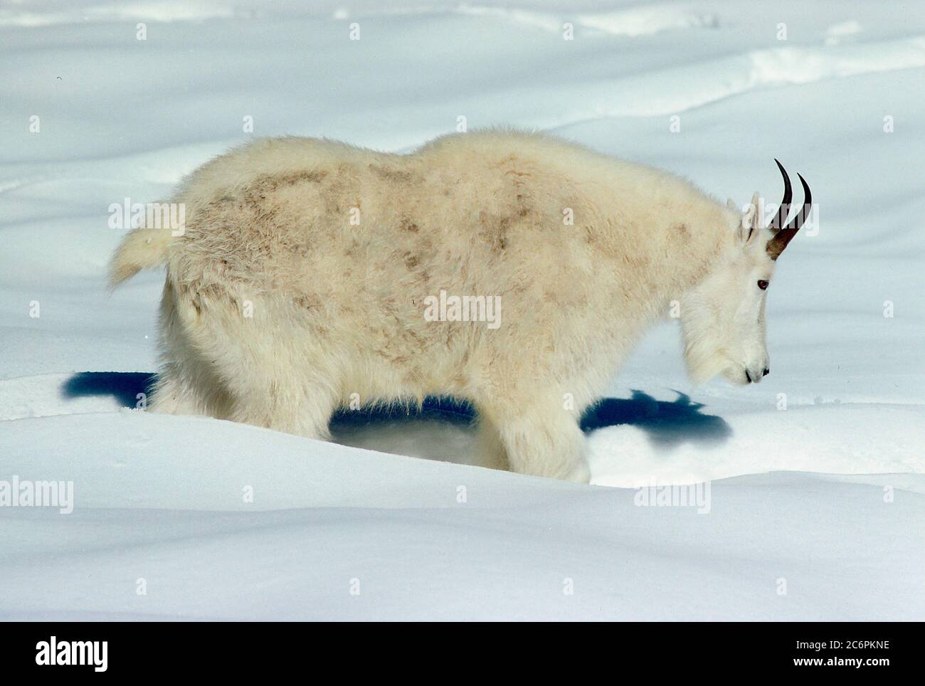 Mountain goat in deep, fresh snow Stock Photo - Alamy