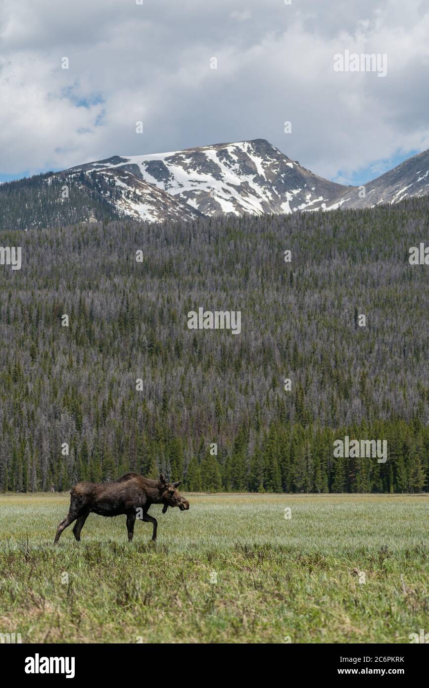 Big meadows rocky mountain national park hi-res stock photography and ...