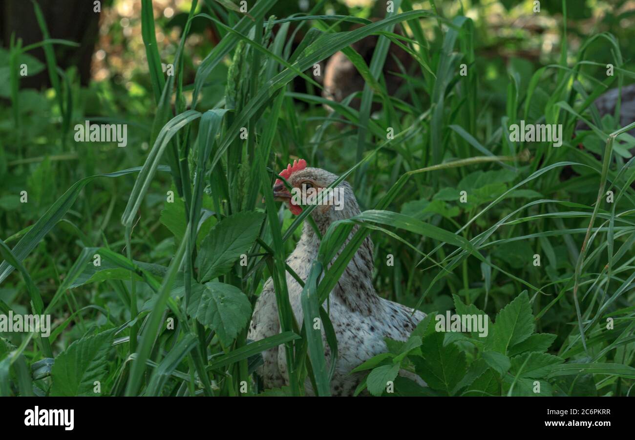Best farm birds hi-res stock photography and images - Alamy