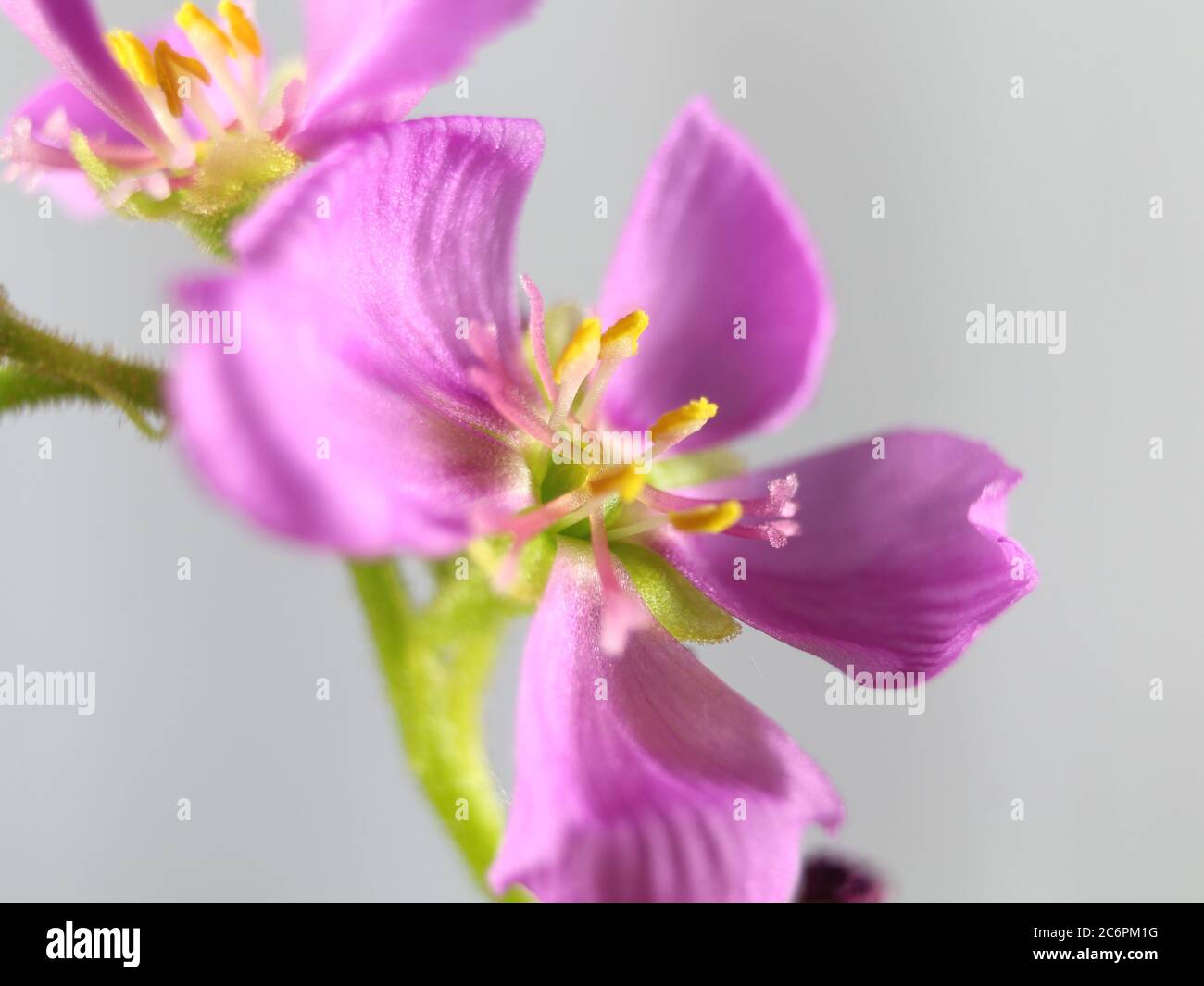 flower plant carnivorous small purple smell color beautiful rarity ...