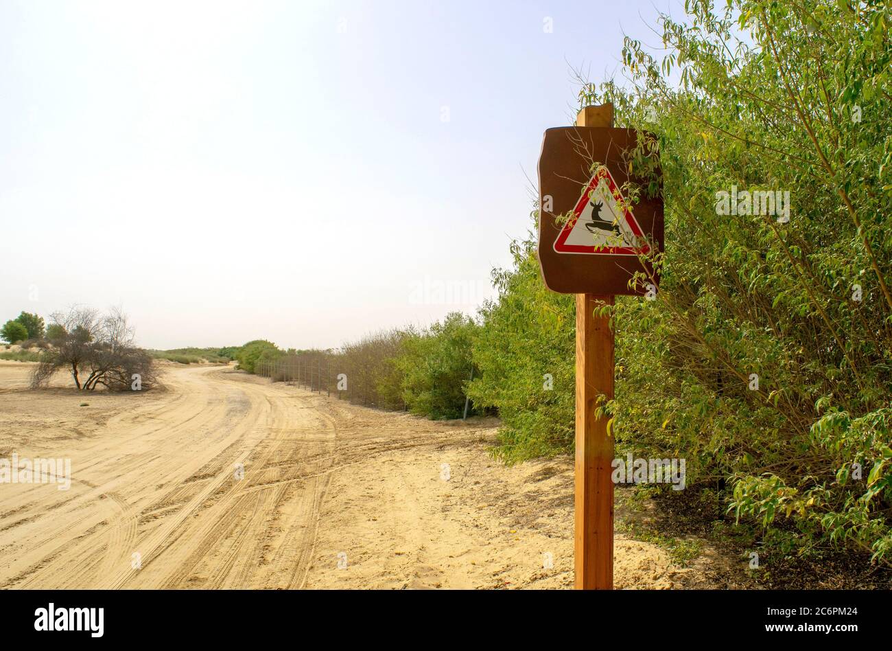 Wild animal crossing road sign. Wild oryx, antelope, gazelle road sign ...