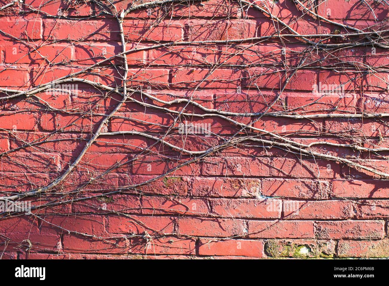 old red brick wall with creeper plant Stock Photo - Alamy